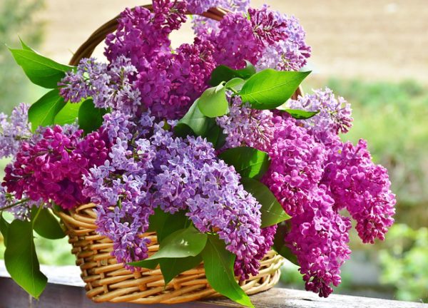 Growing Lilac (Syringea vulgaris) in Southern California | Pat Welsh ...